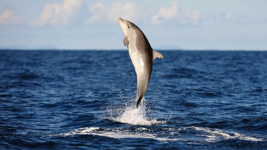 National Dolphin Day: When, Why, and How We Celebrate These Incredible ...