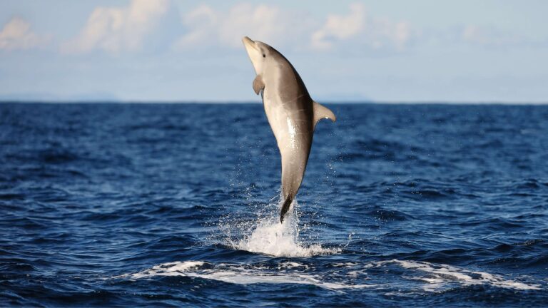 National Dolphin Day: When, Why, and How We Celebrate These Incredible ...