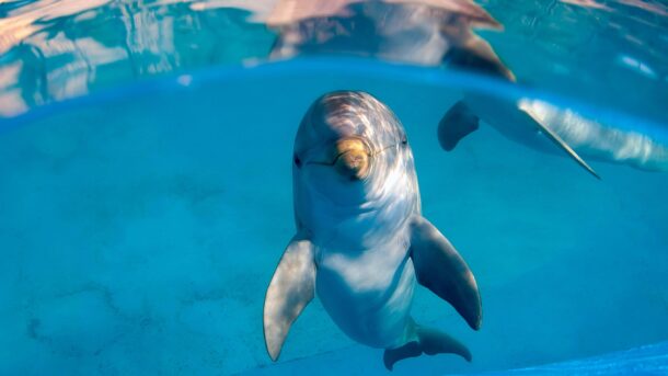 Dolphins and Body Hair: A Fascinating Evolutionary Link Dolphins and Body Hair: A Fascinating Evolutionary Link