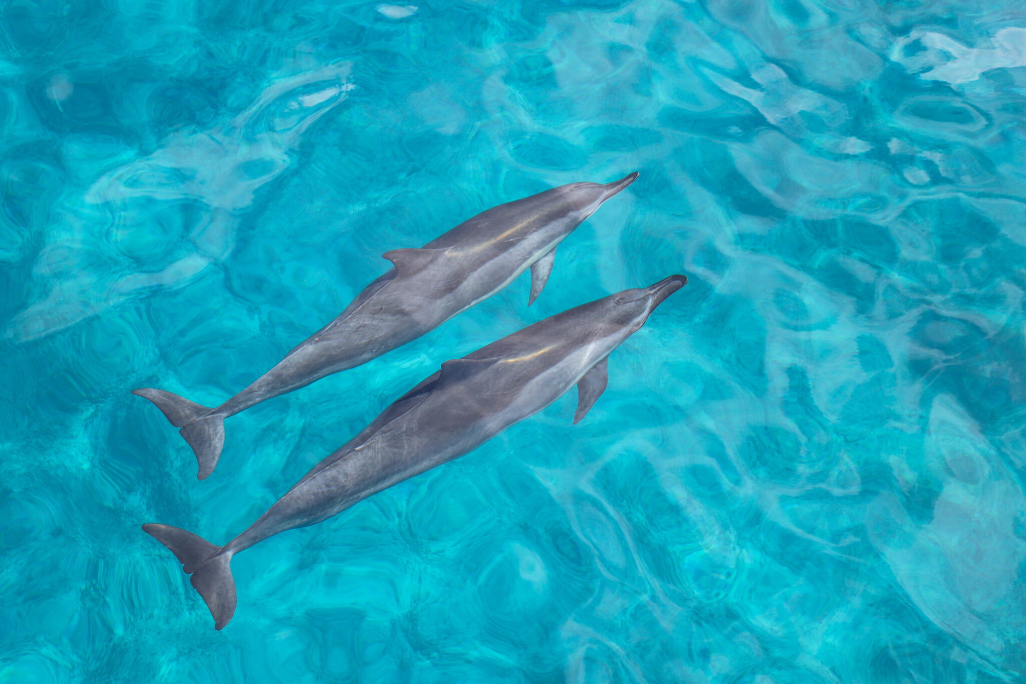The Surprising Similarities Between Dolphins and Humans - Dolphins And You