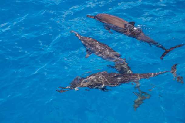 The Surprising Similarities Between Dolphins and Humans - Dolphins And You