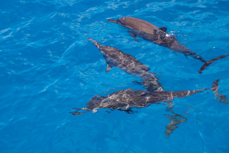 The Surprising Similarities Between Dolphins and Humans - Dolphins And You