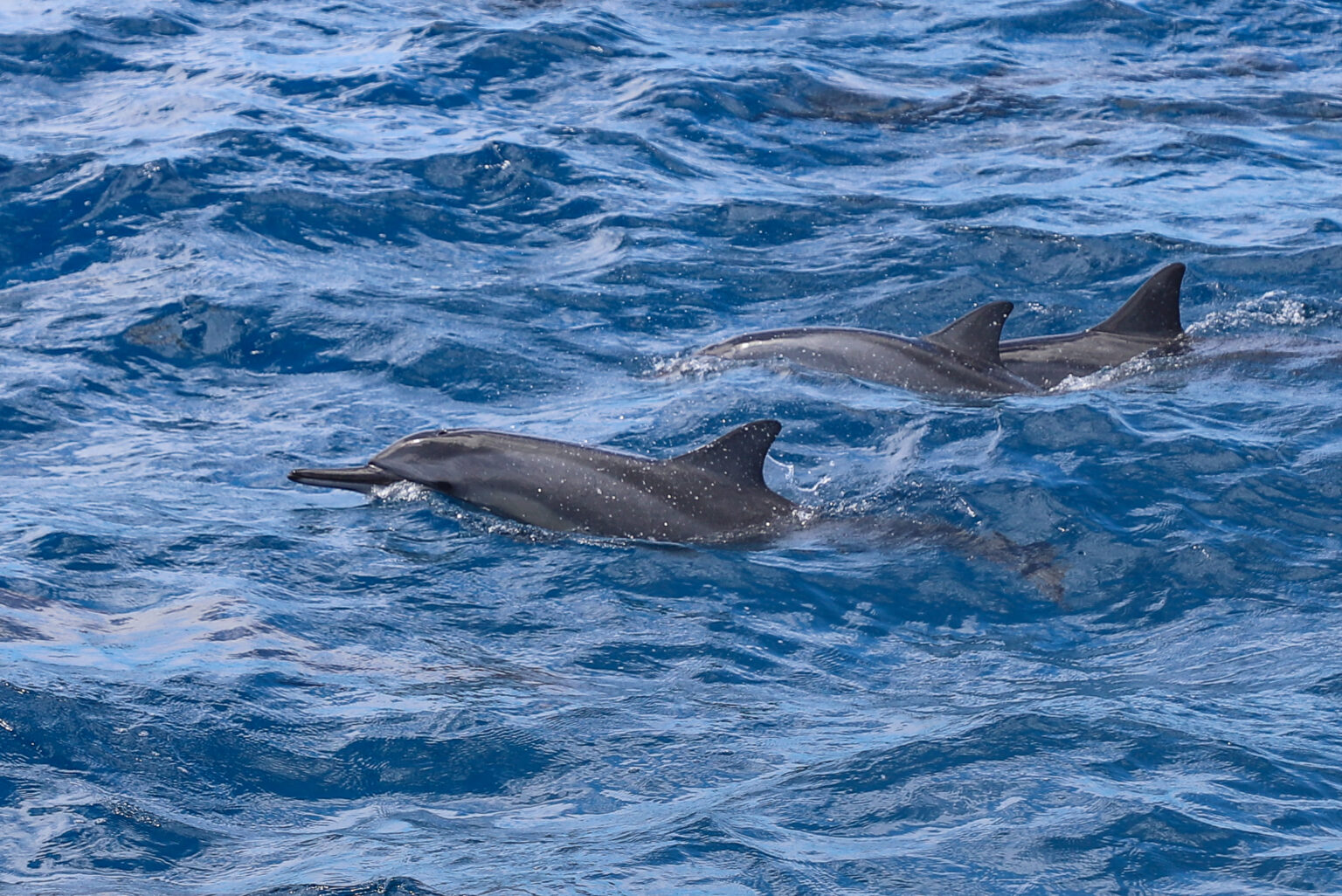 The Surprising Similarities Between Dolphins and Humans - Dolphins And You