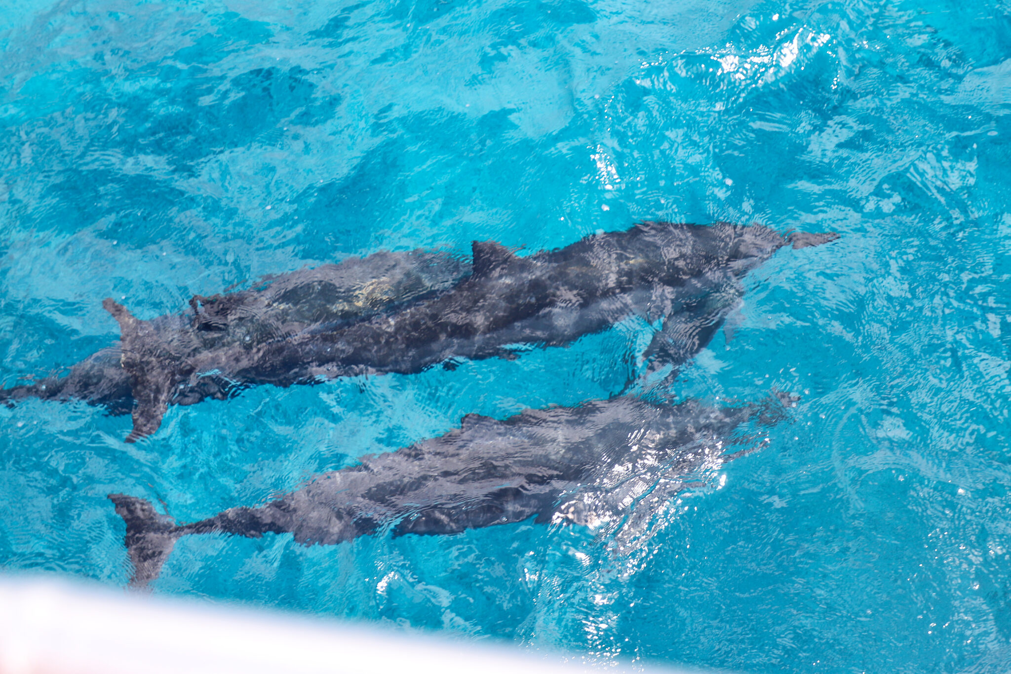 The Surprising Similarities Between Dolphins and Humans - Dolphins And You