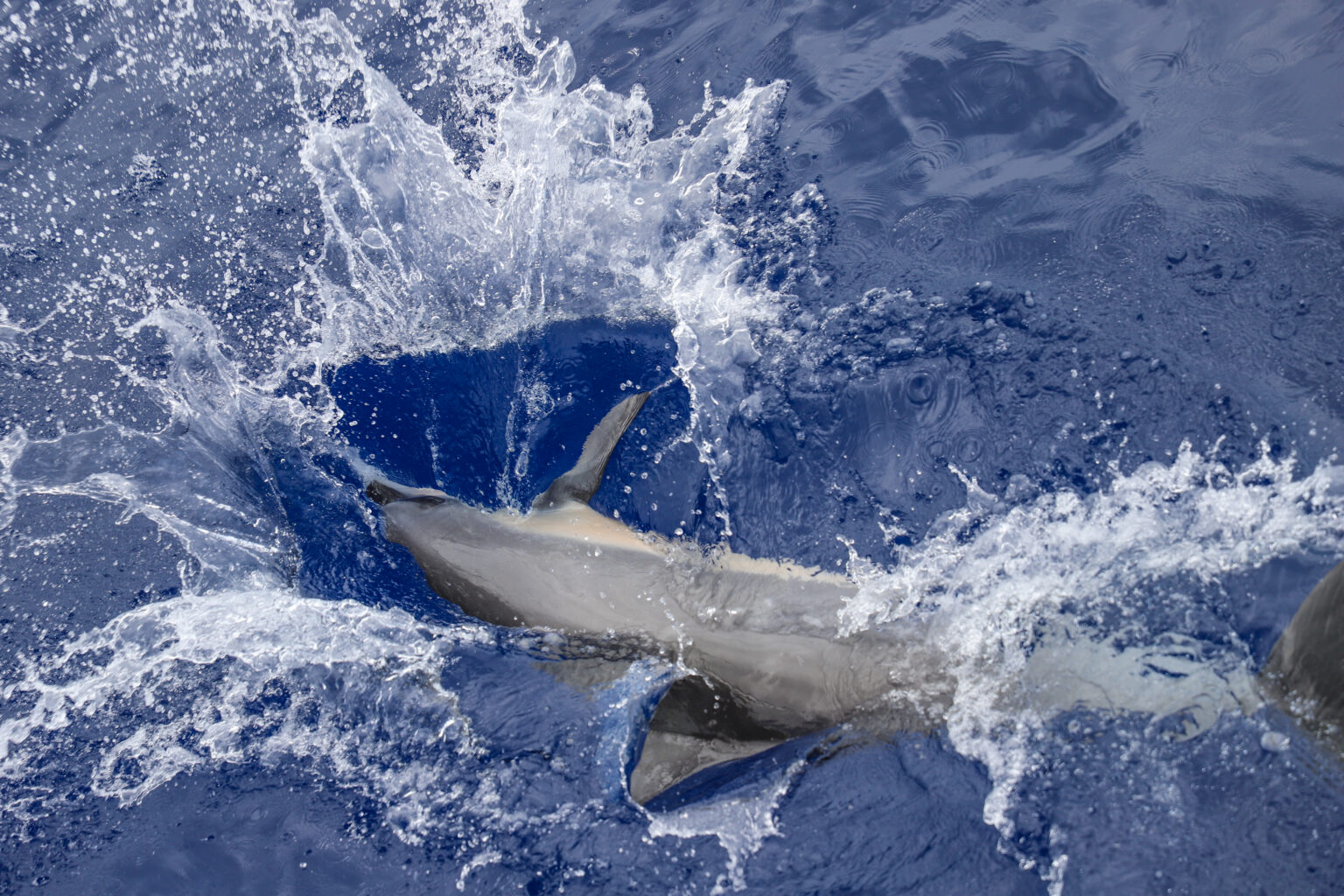 The Surprising Similarities Between Dolphins and Humans - Dolphins And You