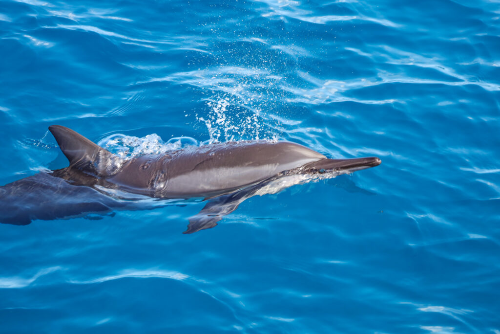 The Surprising Similarities Between Dolphins and Humans - Dolphins And You