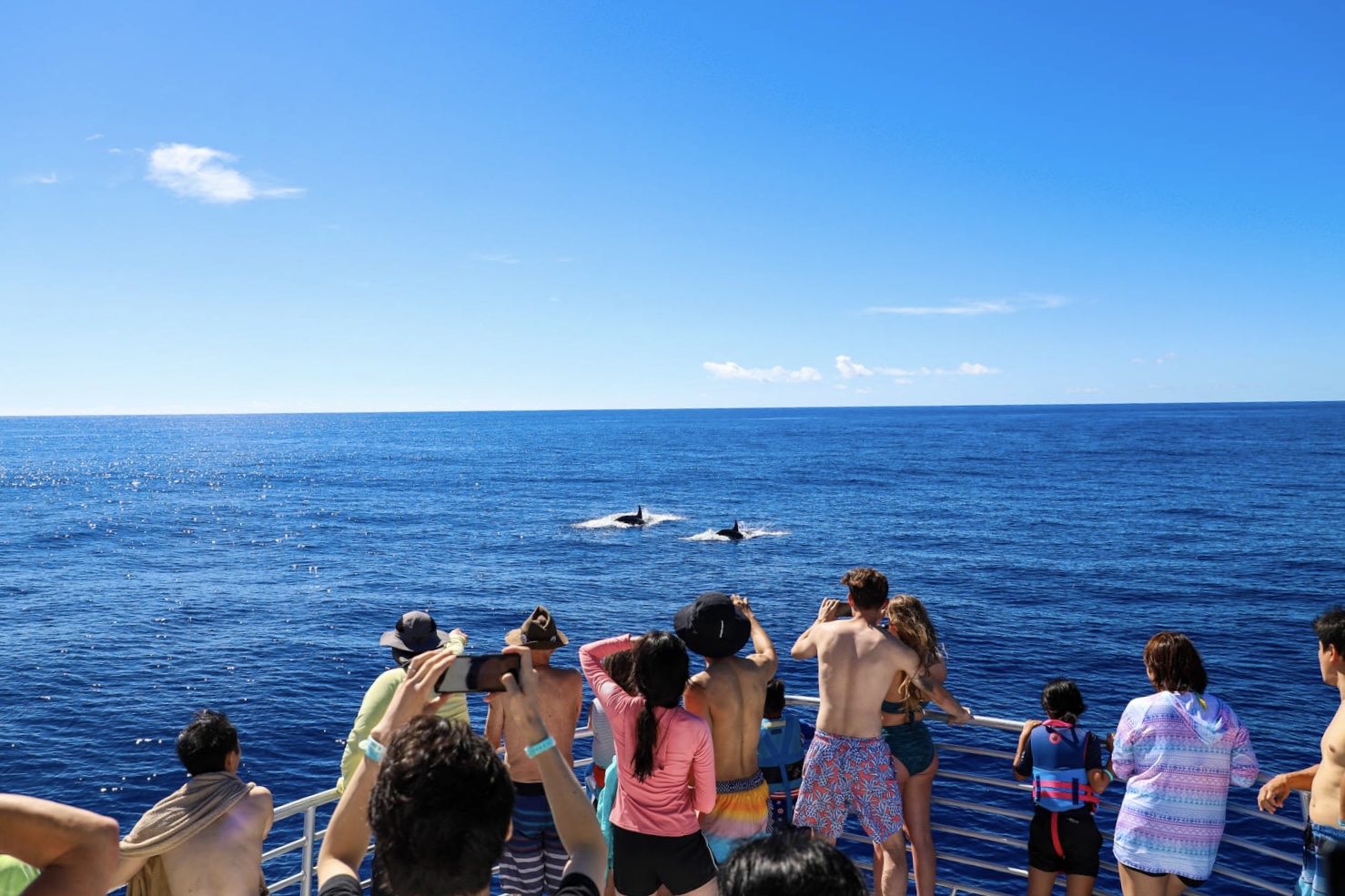 Unforgettable Experience: Orcas Spotted During the Dolphins and You ...