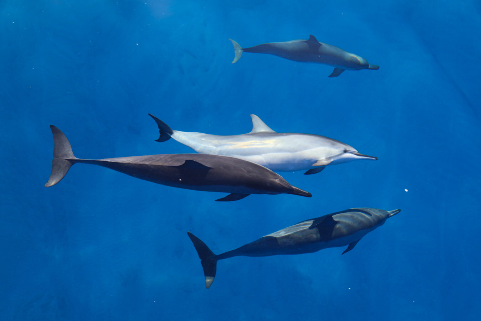 Do Dolphins Sleep? - Dolphins And You