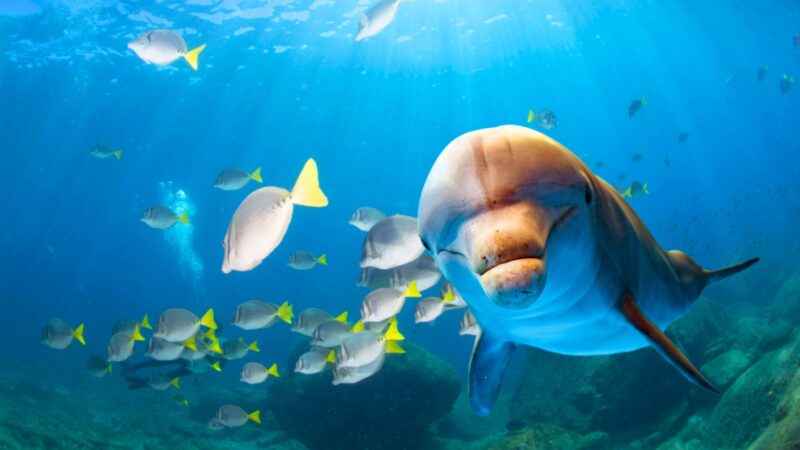 What Are Dolphins’ Natural Predators? - Dolphins And You