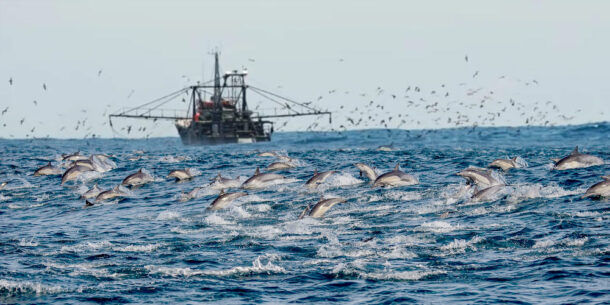 Dolphin-Human Connections: Stories of Extraordinary Encounters ...