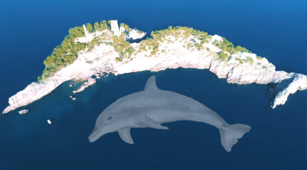 What is the legend of the pink dolphin in Brazil? - Dolphins And You