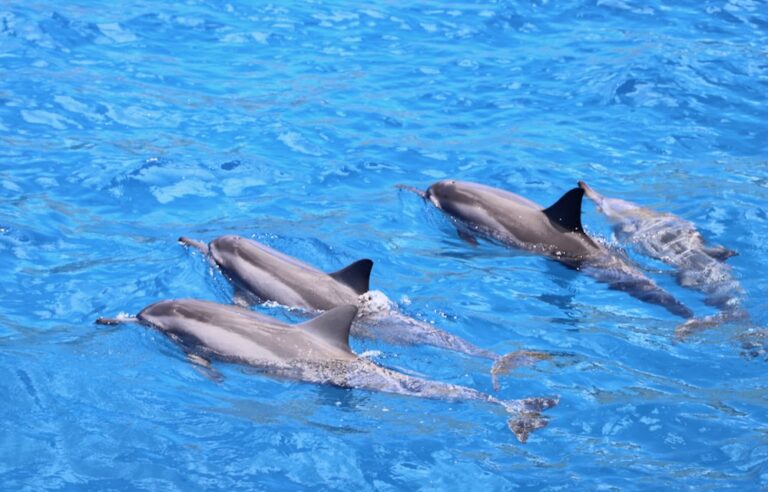 Are there any ongoing conservation efforts to protect Hawaii’s dolphins ...
