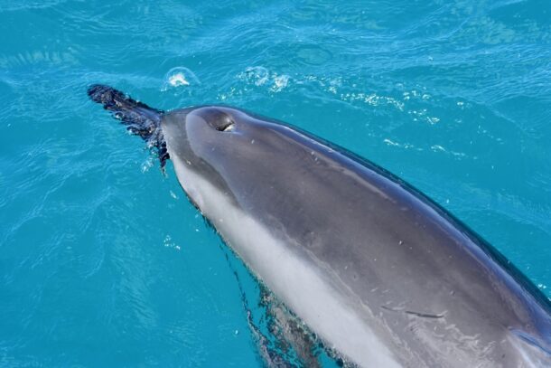 How Dolphin Skin Renews Itself! The Surprising Speed and Secrets ...