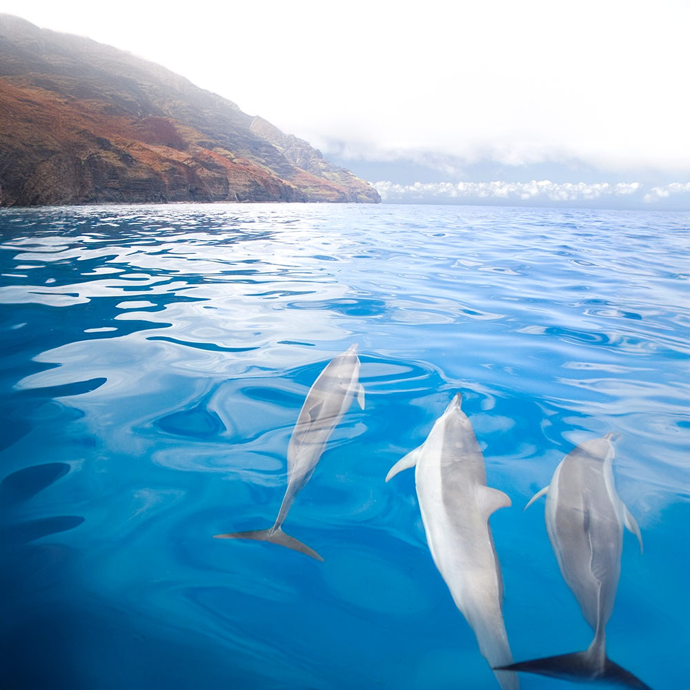 Kauai, Hawaii: Offshore Adventures Dolphin Tour - Dolphins And You