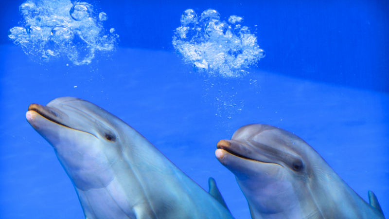 How Long Can Dolphins Hold Their Breath? - Dolphins And You