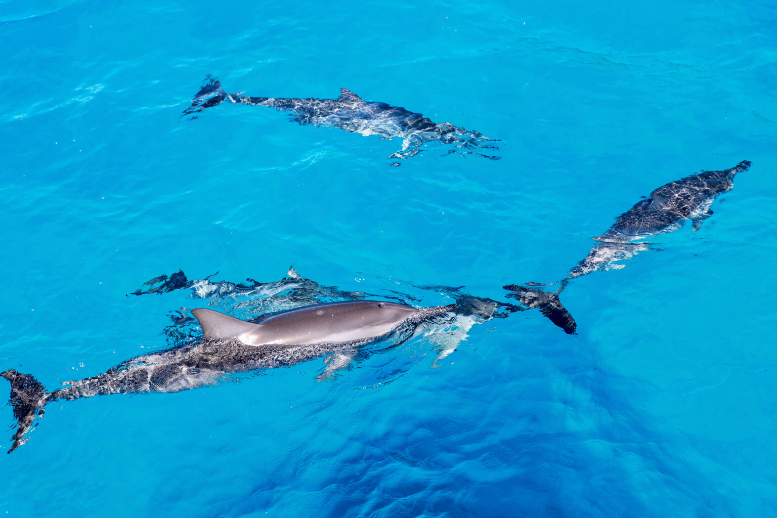 Hawaiian Spinner Dolphins Sleep Patterns