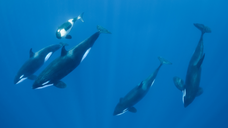 What Are Dolphins’ Natural Predators? - Dolphins And You