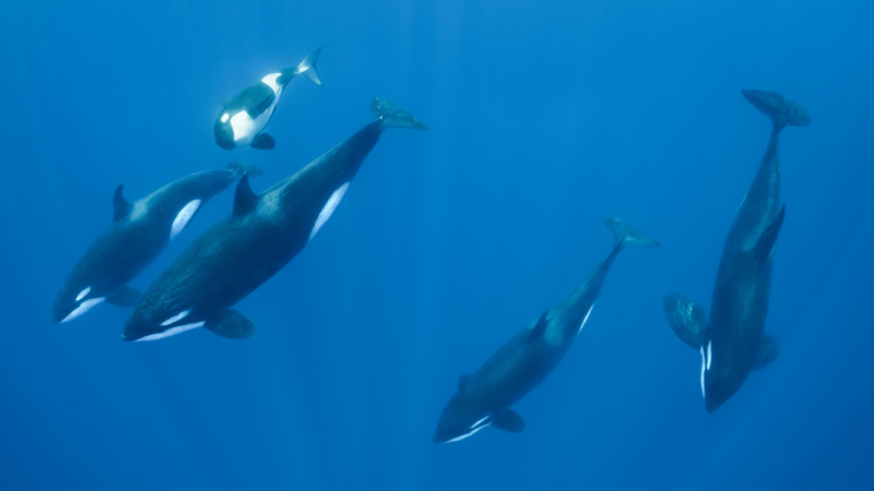 What Are Dolphins’ Natural Predators? - Dolphins And You