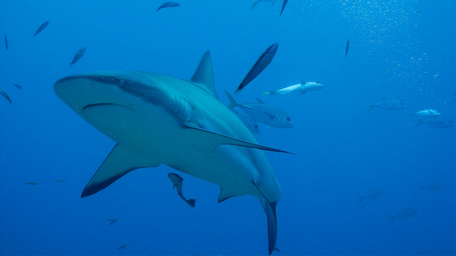 What Are Dolphins’ Natural Predators? - Dolphins And You