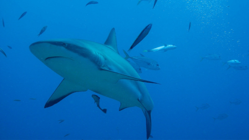 What Are Dolphins’ Natural Predators? - Dolphins And You