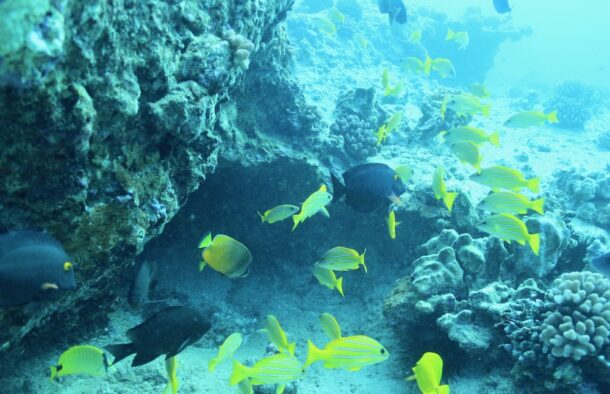 Exploring Iconic Hawaiian Fish Species with Dolphins and You