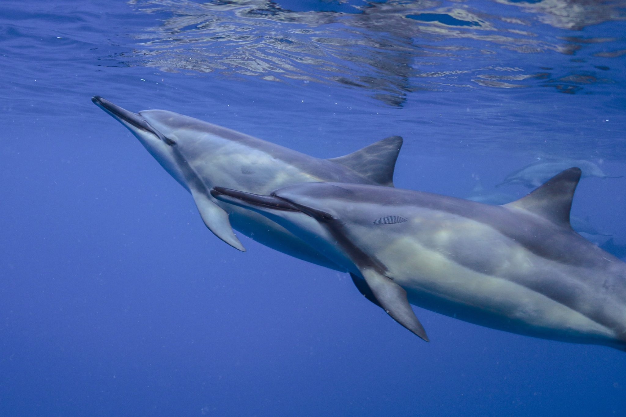 Why Can’t We Swim with Dolphins in Hawaii? - Dolphins And You